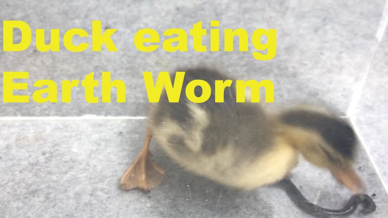 Duck eating earth worms - YouTube