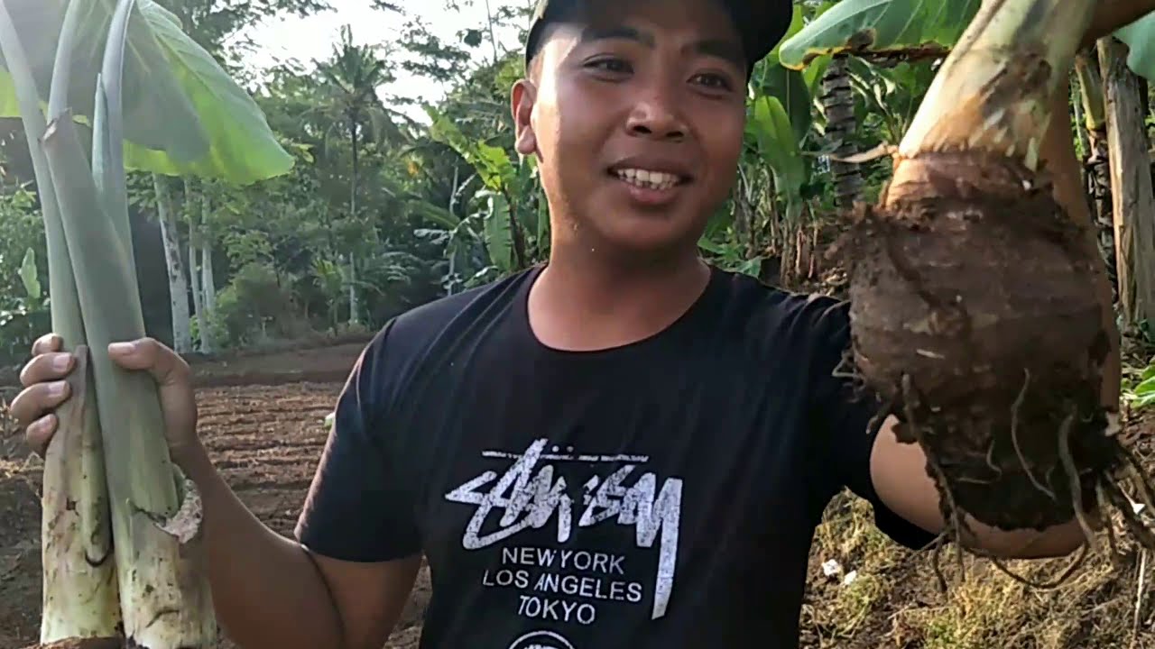 MEMANEN UBI bentul (Xanthosoma sagittifolium) - YouTube