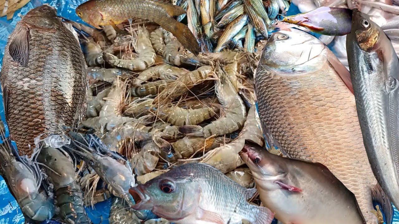 Salt and fresh water fish,Amazing Big and Small Fishing Video - YouTube