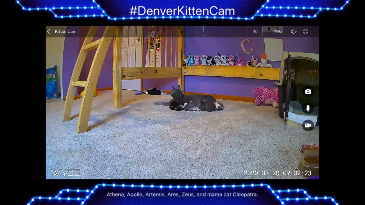 LIVE: Denver Kitten Cam! 😻 - YouTube