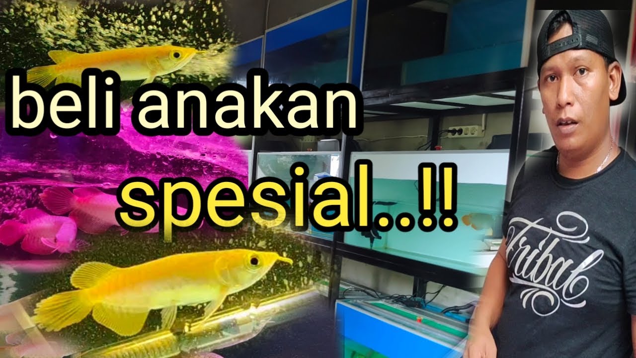 Beli Anakan spesial!! arowana super red - YouTube