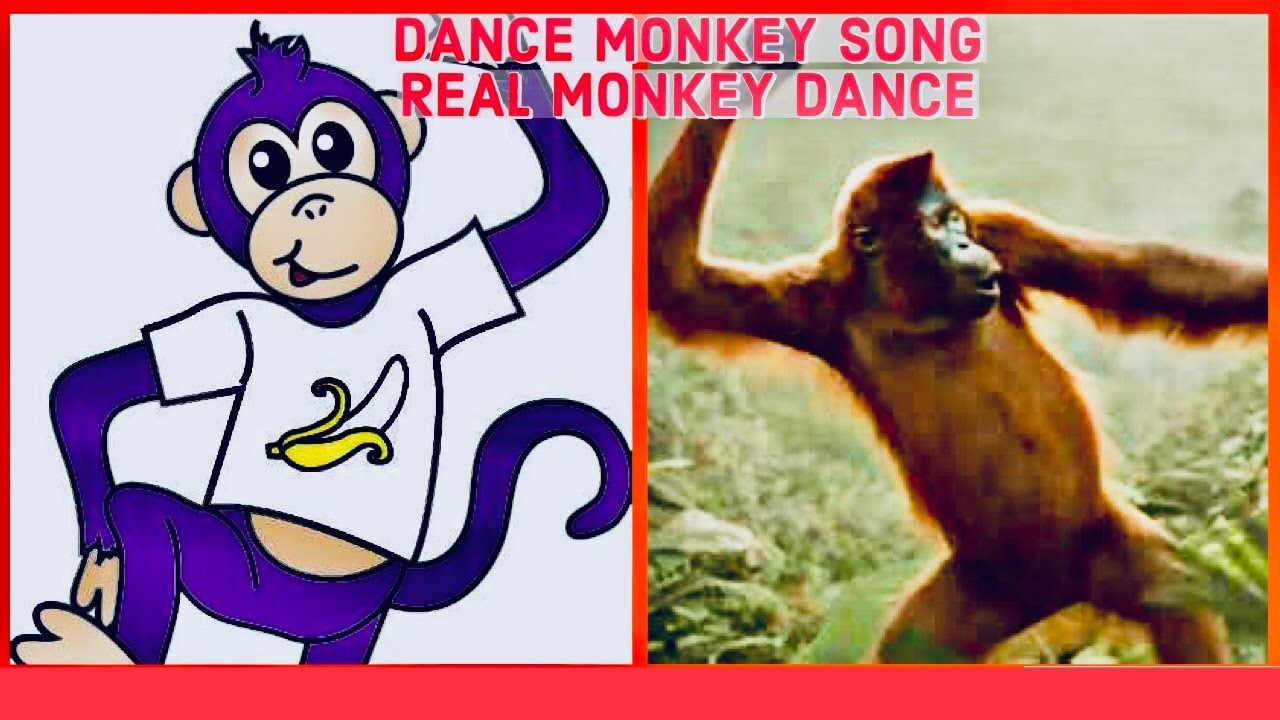 DANCE MONKEY 🙈 SONG AND REAL MONKEY DANCE - YouTube