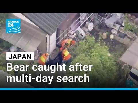 Bear captured in Japan after multi-day search as attacks rise • FRANCE 24 English