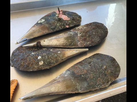 Razorfish, Smoky Bay, SA - YouTube