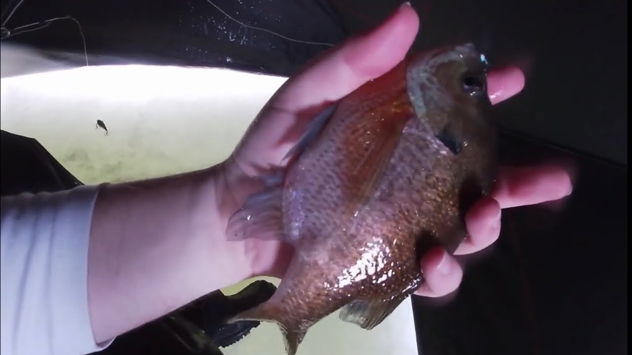 Ice Fishing for Late Winter Bluegill (1080p HD) - YouTube