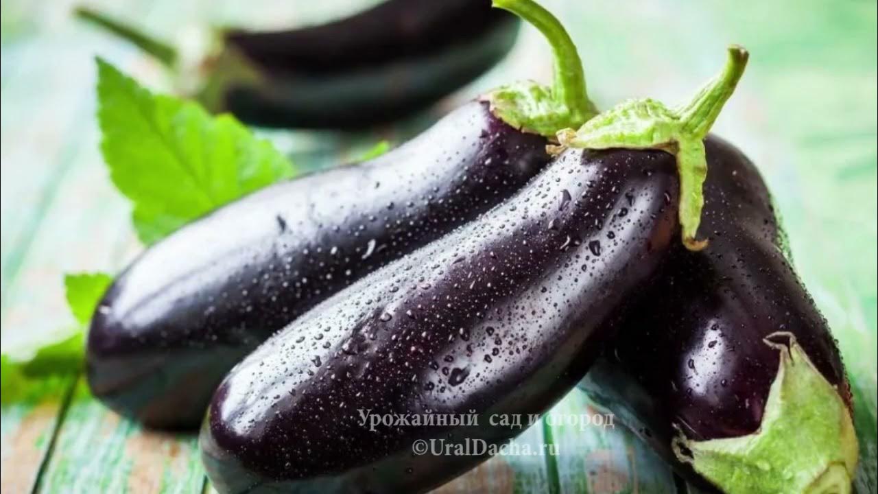 Самые вкусные баклажаны по отзывам селекционеров и секреты выращивания ...