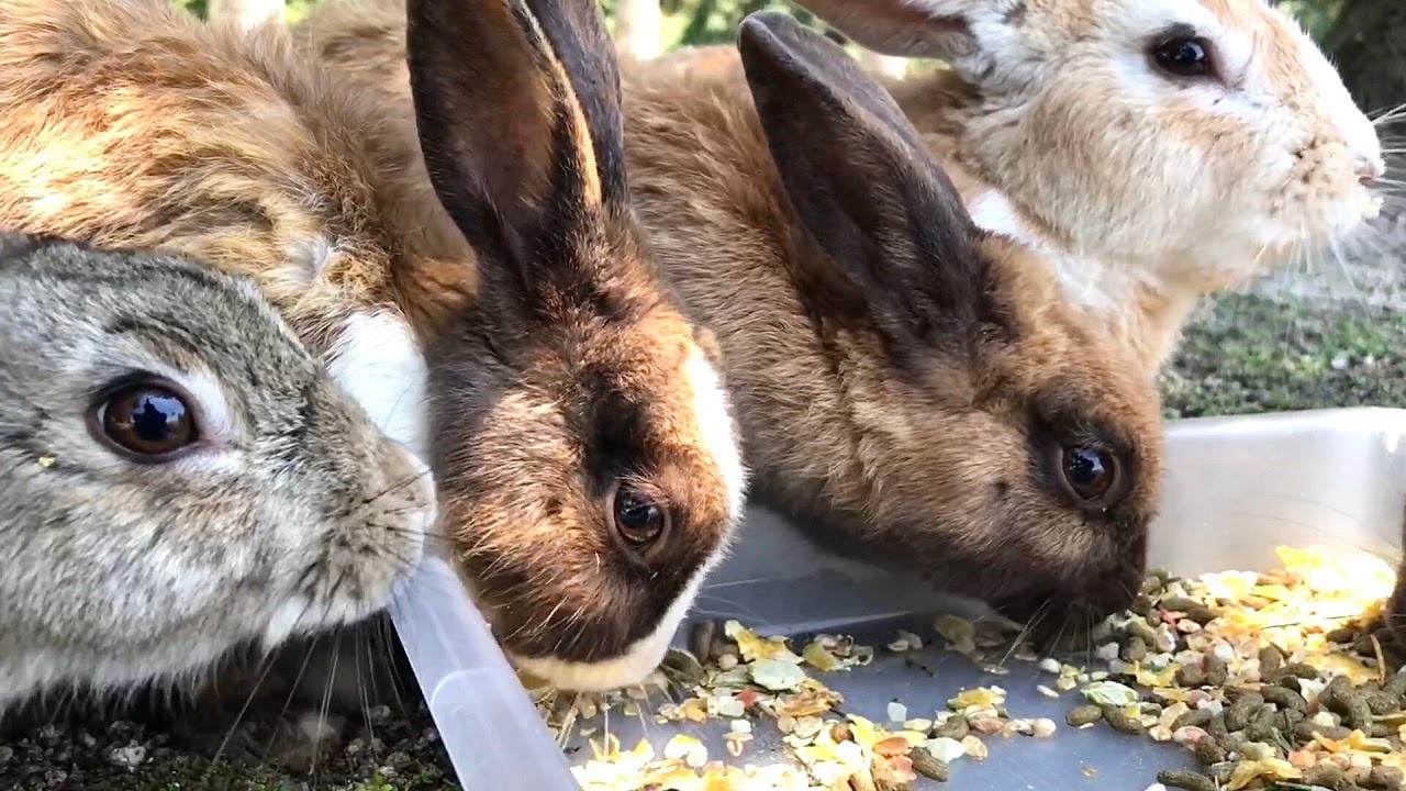 What happens when you feed granola to wild rabbits? - YouTube