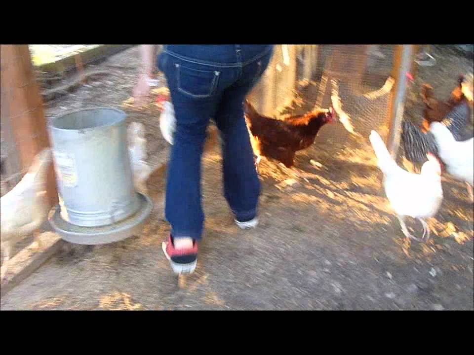 How to Tickle a Chicken - YouTube