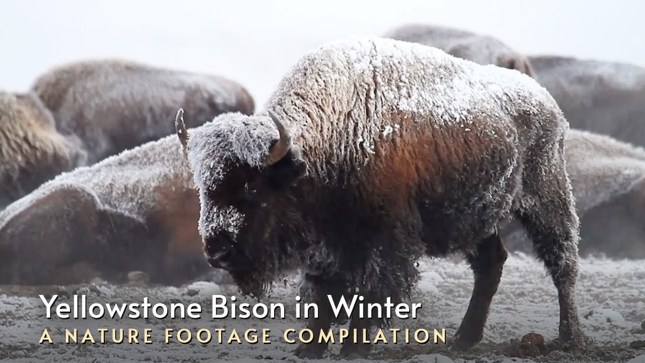 Yellowstone National Park Bison Enduring Harsh Winter Weather - YouTube