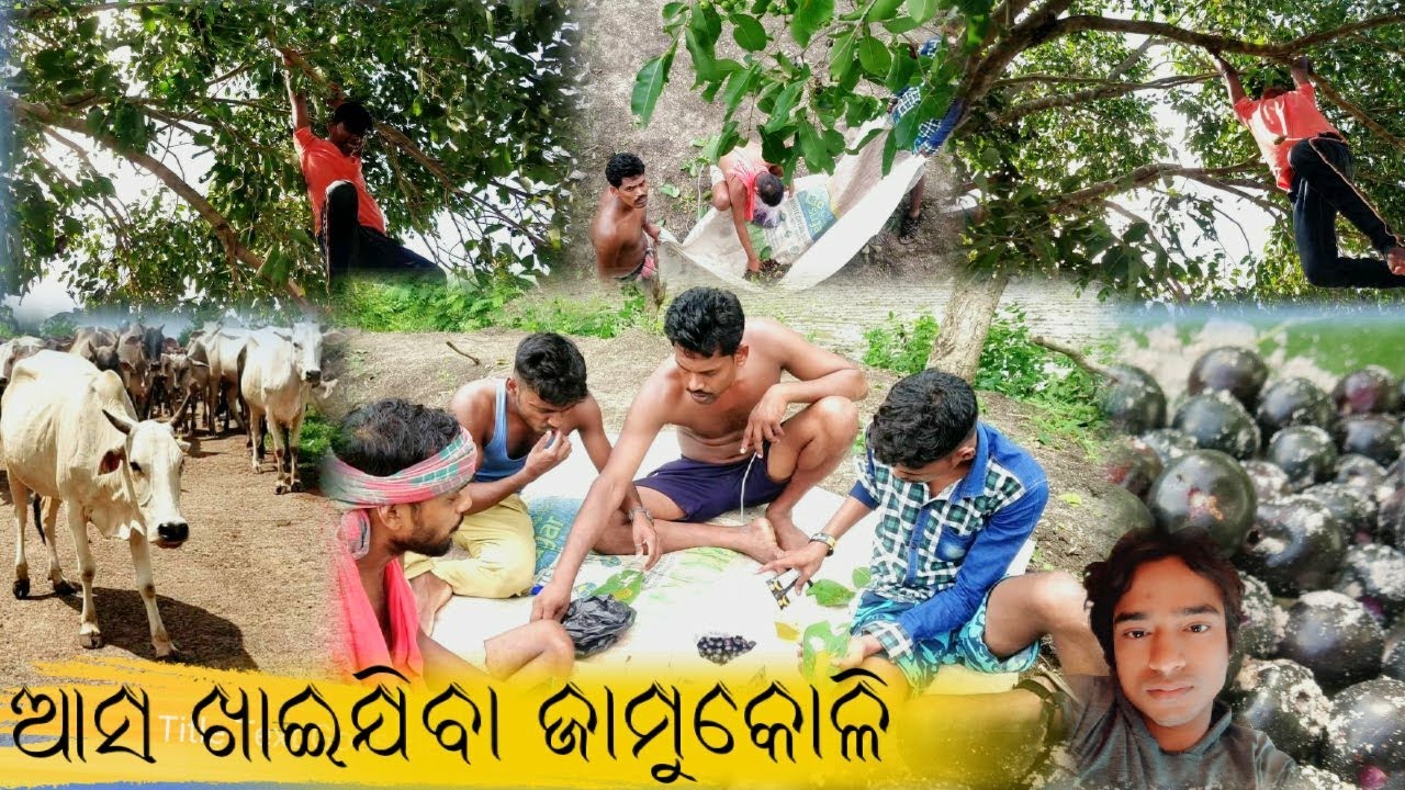 jamu koli khaiba ra jou maja//#Balichhai#odisha #ganjam - YouTube