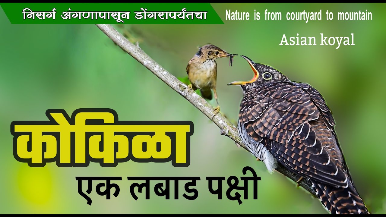 कोकिळा एक लबाड पक्षी | Asian koyal | #kokila #koyal - YouTube
