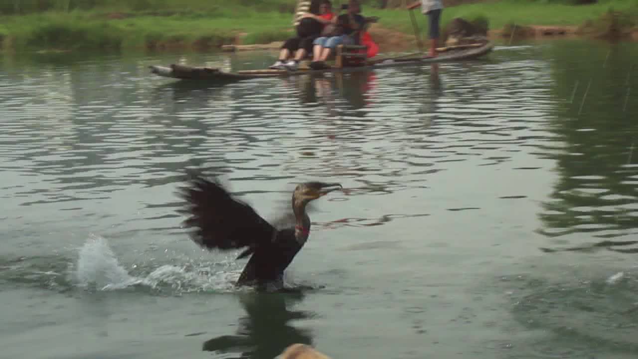 Cormorant fishing in Guilin, China - YouTube
