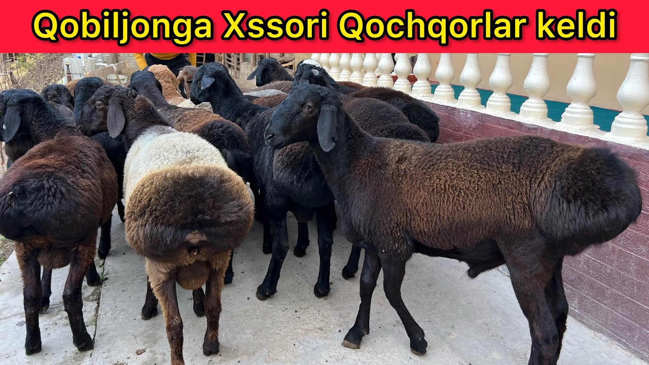 Qobiljon narxlarni yana yorvordi 45 da kg ga shoshling - YouTube