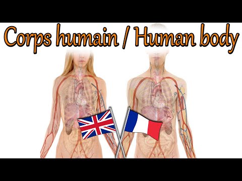 Vocabulaire anglais français du corps humain