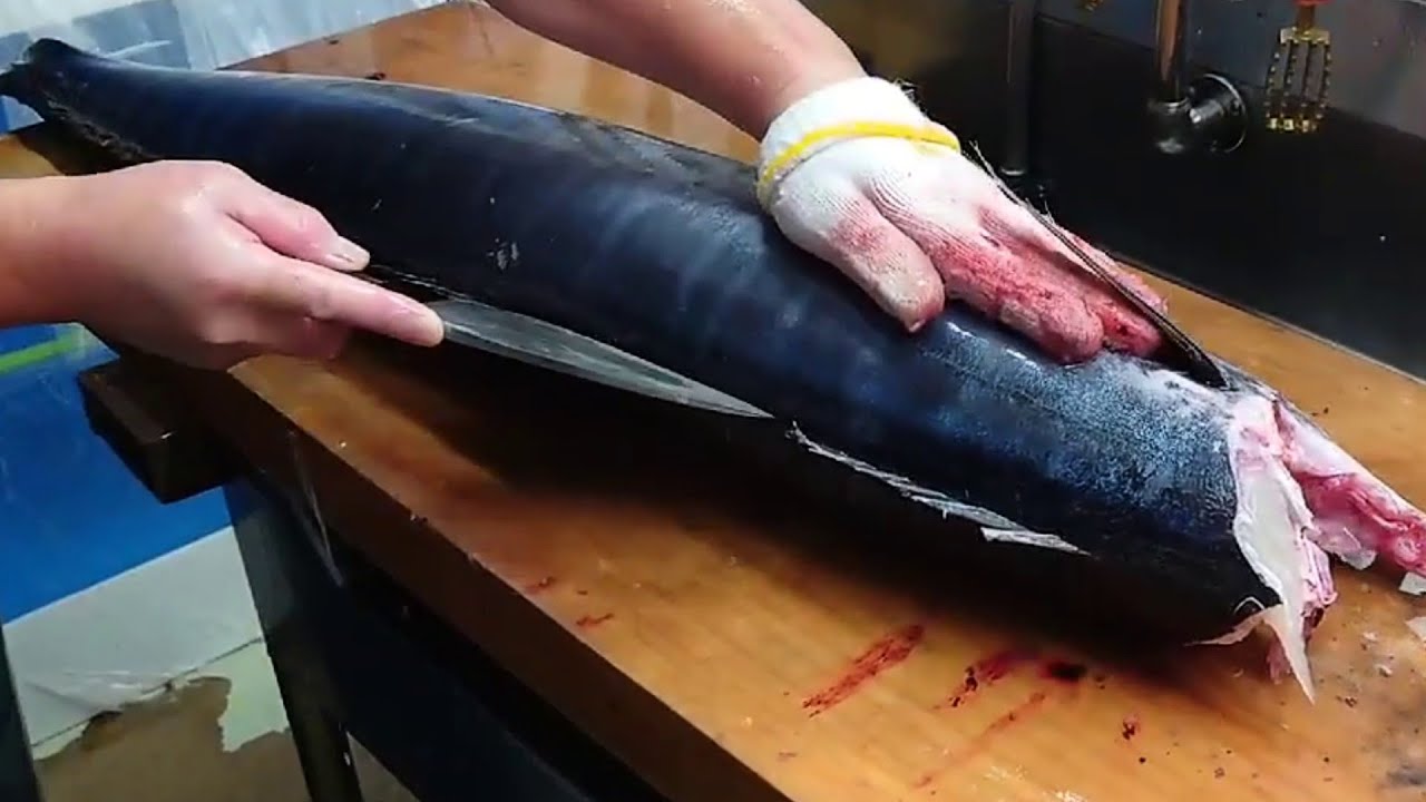 Giant Spanish Mackerel Sashimi Making (Sawara Sushi) Best Japanese ...