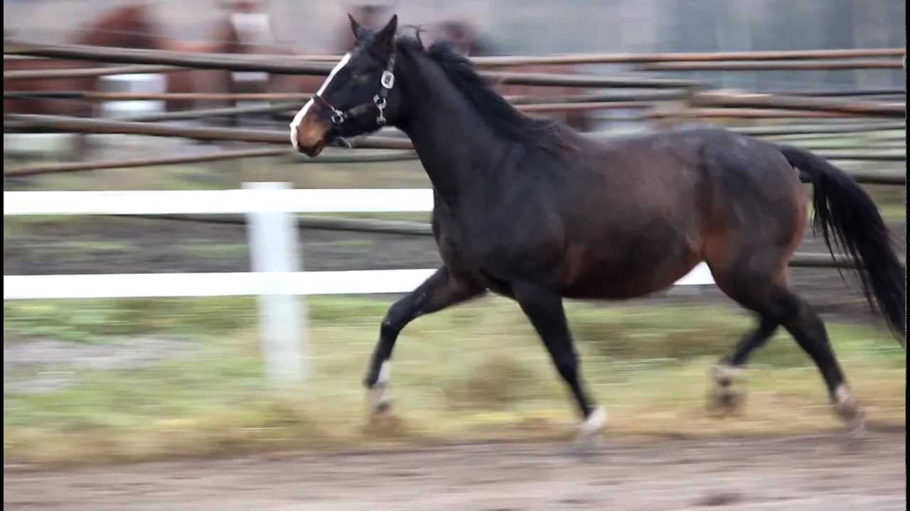 Nadja GWB-mare /Ruffian Reef xx - Weltmaye - YouTube