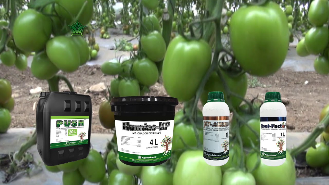 AgroScience | Caso de Éxito de Tomate - YouTube