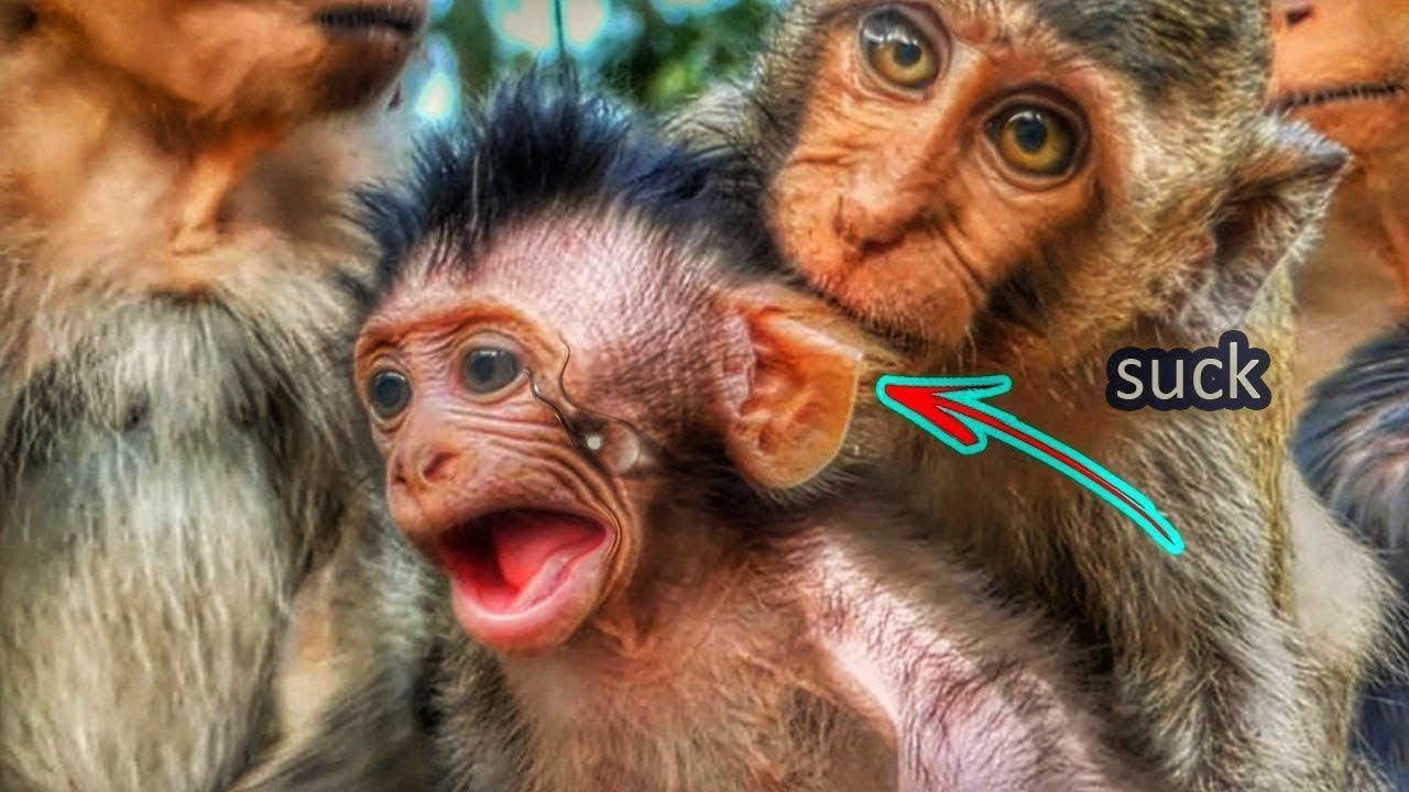 It takes female monkeys hours to give birth, mother monkeys are so ...