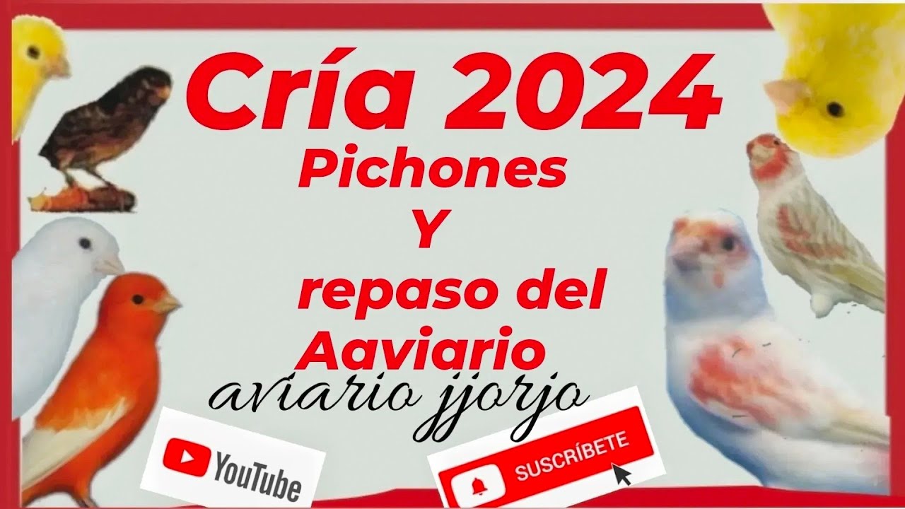 pichones y repaso - YouTube