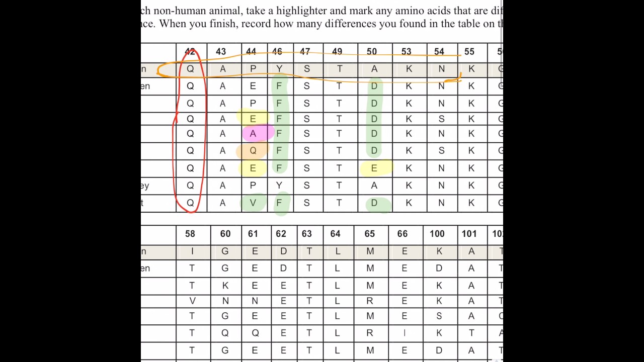 Protein/Amino Acid Sequencing from DNA - YouTube