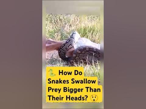 🐍 How Do Snakes Swallow Prey Bigger Than Their Heads? 😲#ReptileFacts # ...