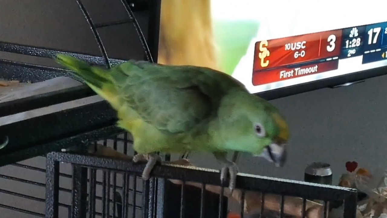 Charlie Murphy the Parrot all riled up from USC getting beatdown - YouTube