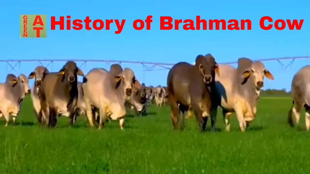 History of Brahman Cow | ব্রাহমা গরুর সংক্ষিপ্ত ইতিহাস - YouTube