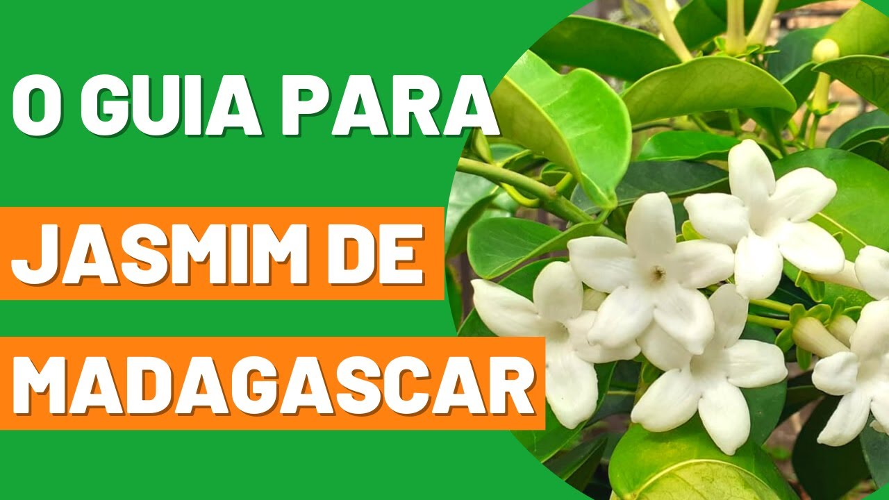 TUDO O QUE VOCÊ PRECISA SABER SOBRE O JASMIM DE MADAGASCAR - YouTube