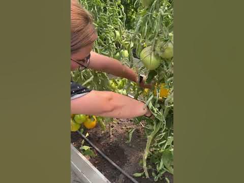 Томат Король Сибири #дача #семенаалтая - YouTube