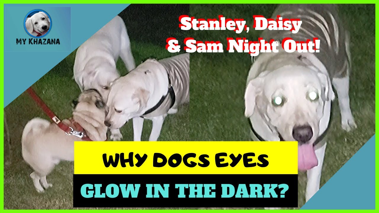 Why Do Some Animals Eyes Shine In The Dark Dog Eyes Glow In The