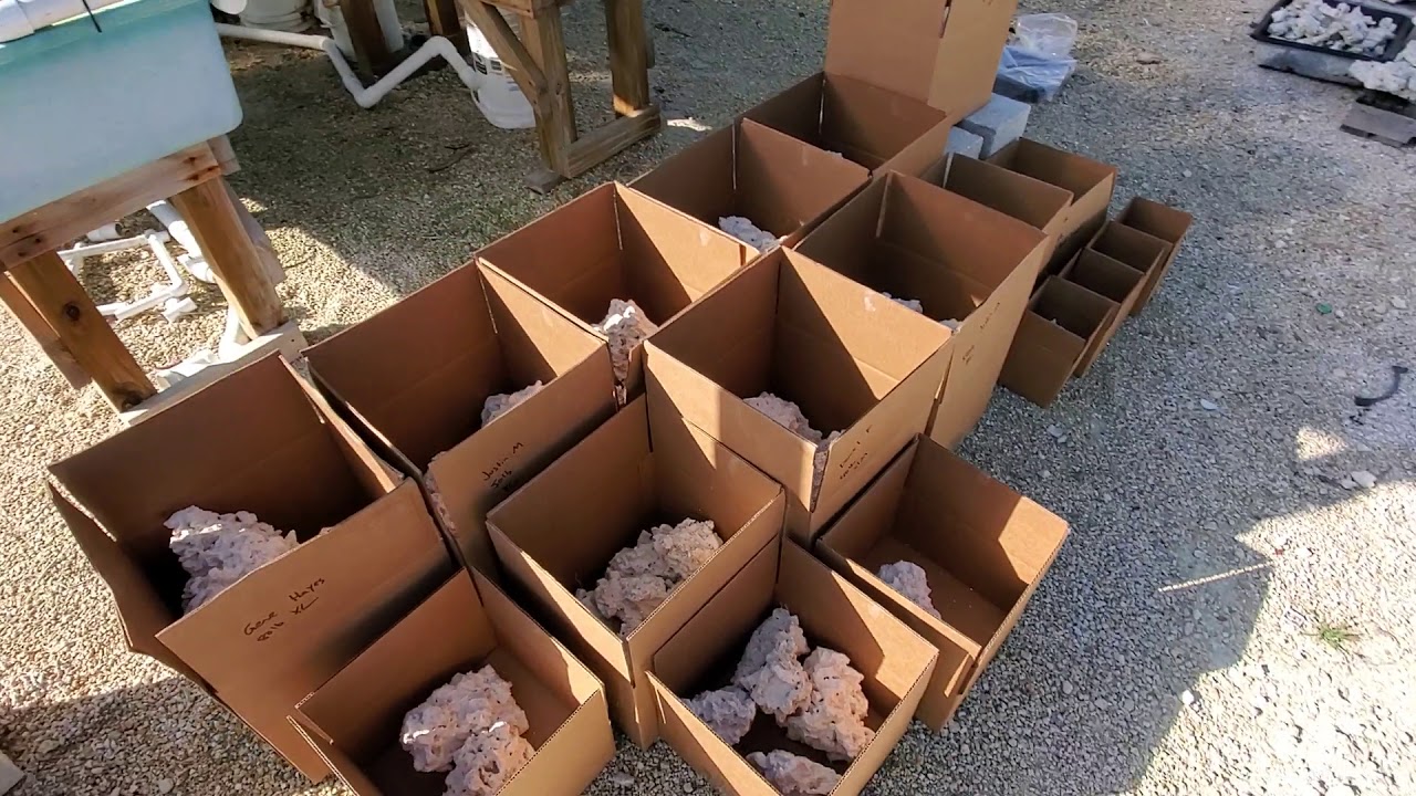 Dry Reef Rock Orders Going Out by Addictive Reef Keeping - YouTube