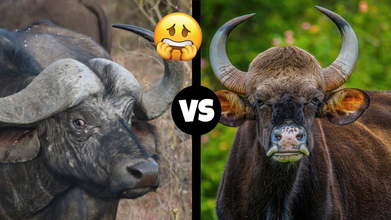 CAPE BUFFALO VS INDIAN GAUR - Which is more powerful? - YouTube
