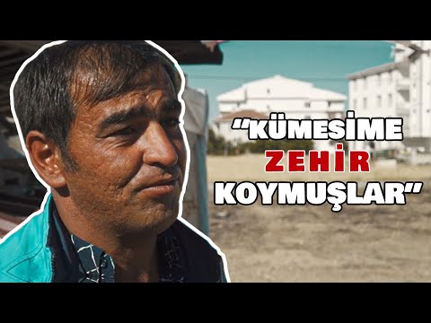 Birinciliğe Yerleşen Güvercini Uçurmak (126 Puan) - Bayram & Mevlüt Özyurt Uçum Videosu - AlaTürkiye