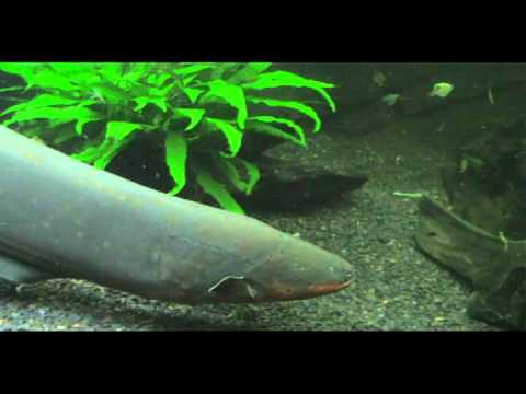 Electric Eel Christmas Tree - YouTube