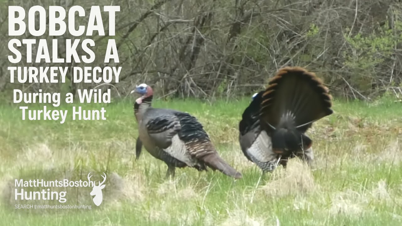 Bobcat stalks a Turkey Decoy during a Wild Turkey Hunt - YouTube