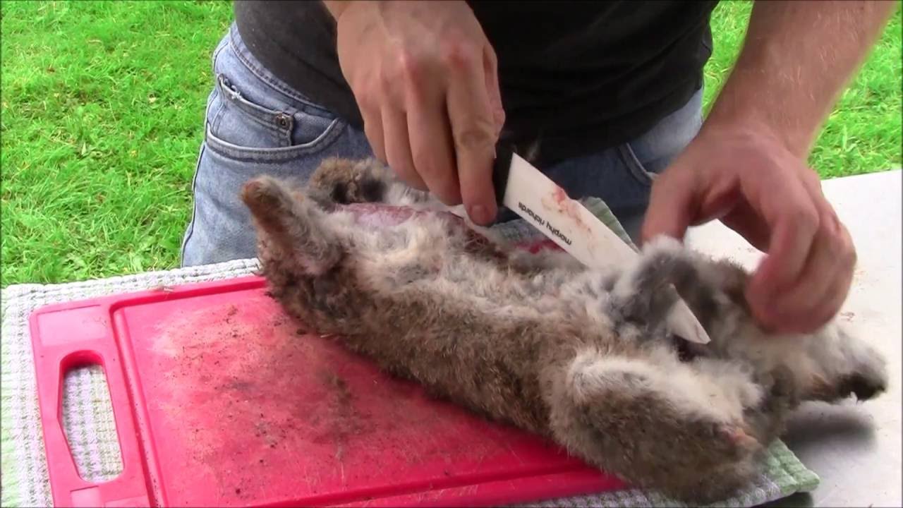 Skinning and quartering a rabbit - YouTube