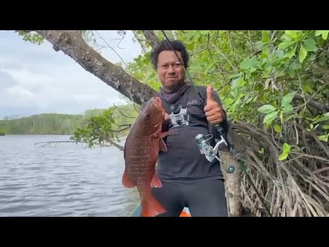 Strik Pembuka & Penutup Kapas - Kapas. Monster mangrove Jack. mancing ...
