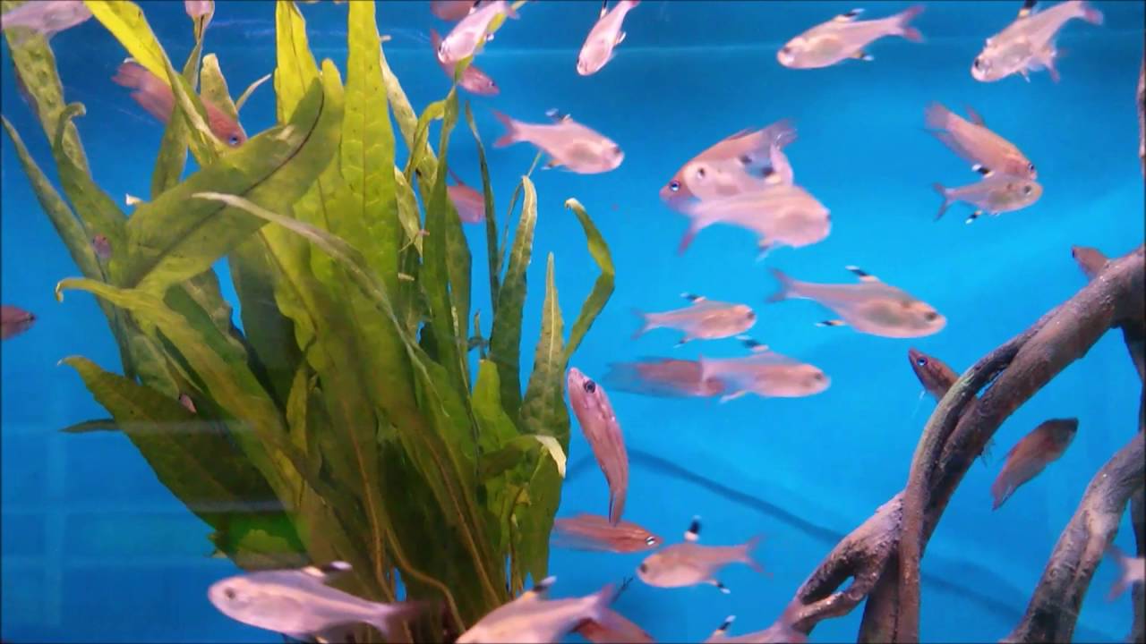 X-Ray Tetras with some Croaking Gourami hiding at the back - YouTube