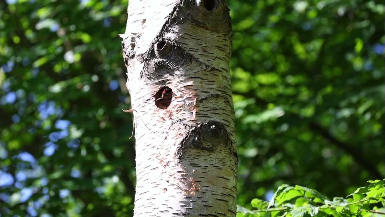 Spætte - YouTube