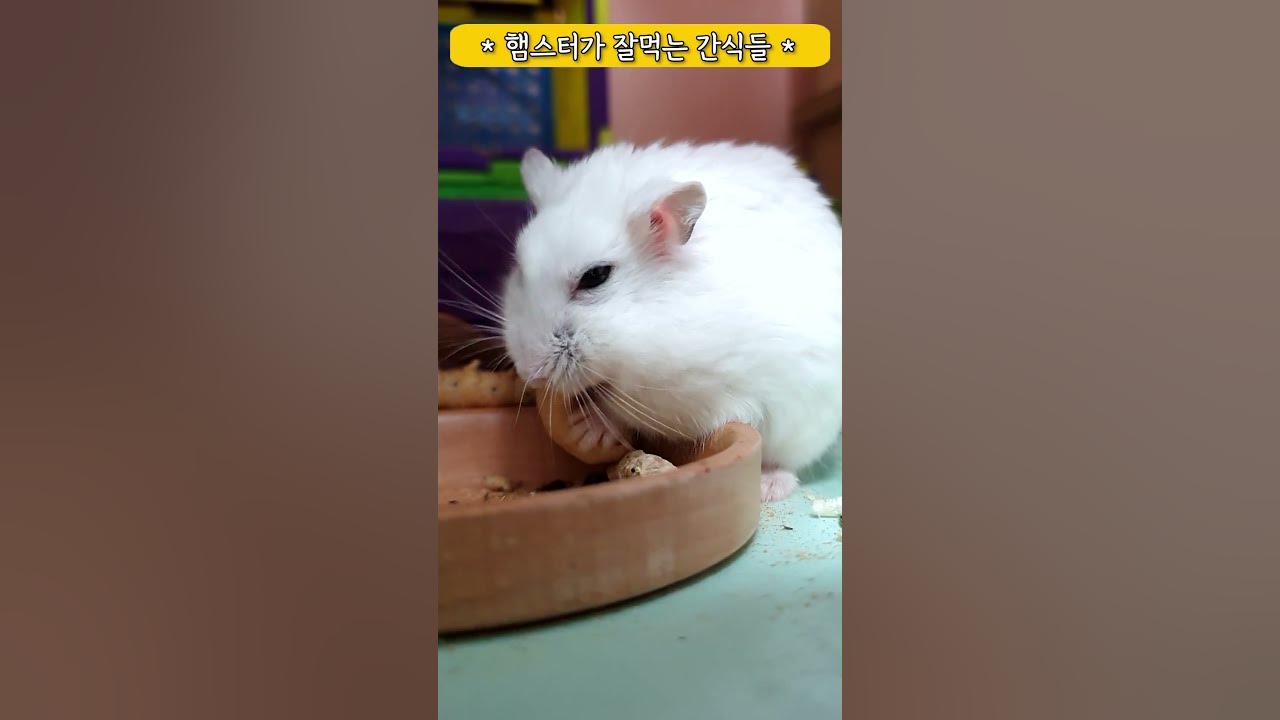 햄스터 간식 추천 Top 5 Youtube