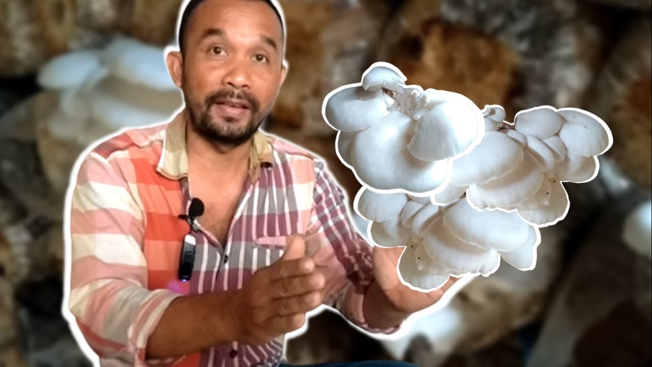 Mengenal Pasar Jamur Tiram !!! Setelah Budidaya Jamur, Mau Jual Kemana ...