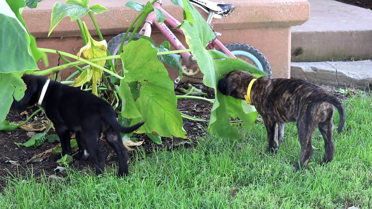 Labradane Puppies for Sale - YouTube