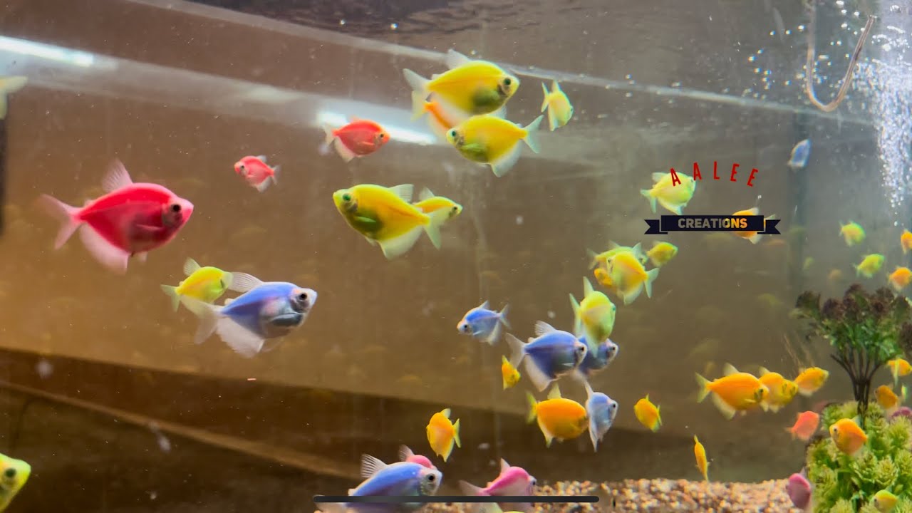 Fish 🐠 Experience Peace: Aquarium Meditation featuring Soothing Fish ...