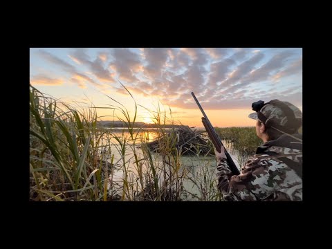 DUCK HUNTING NEXT TO A BEAVER DAM!!! (MINNESOTA PUBLIC LAND) - YouTube