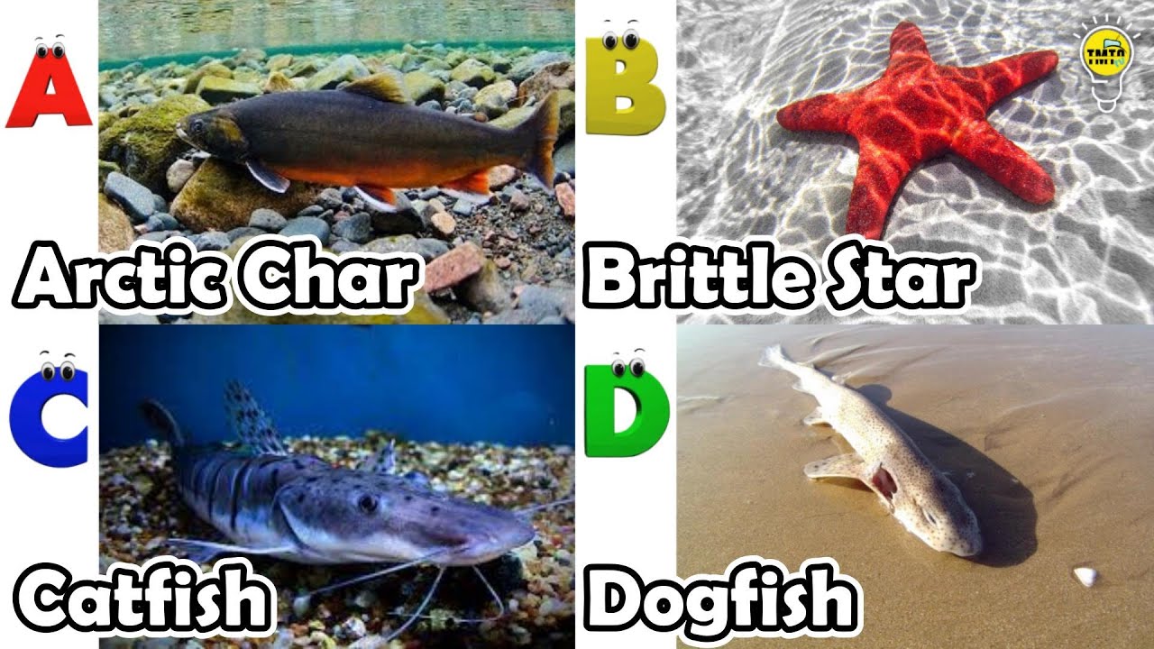 Cute ocean animals | ABC phonics animals | ABC Sea Animals song ...