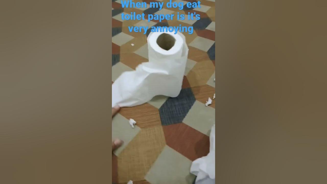 When My Dog Eat Tissue Again This YouTube when-my-dog-eat-tissue-again-this-youtube
