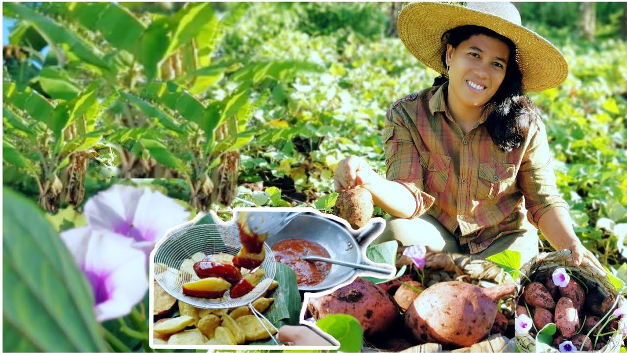 Harvesting & Cooking Caramelized Sweet Potato or "Kamote Que" - YouTube