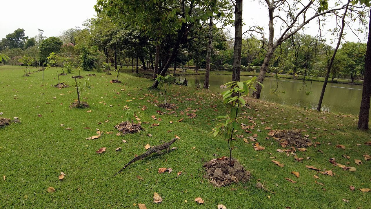 Wachirabenchathat Park, Chatuchak, Bangkok, Thailand | Lunchtime Stroll ...