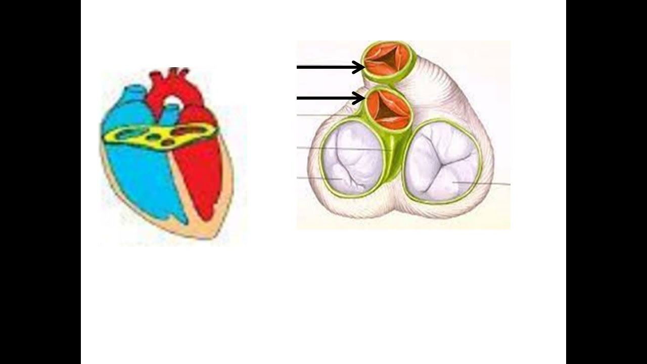 le squelette fibreux du cœur (les anneaux fibreux + trigones fibreux ...
