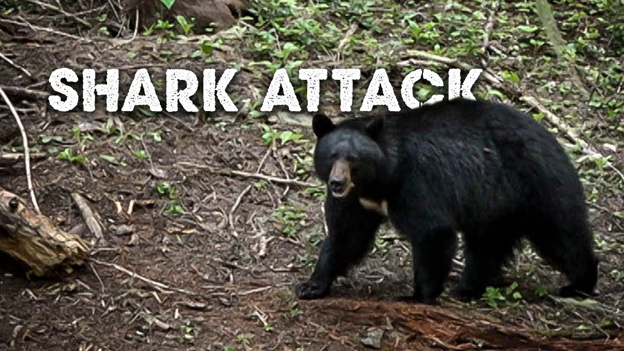 Shark Kills Bear in 5 Seconds!!! - YouTube